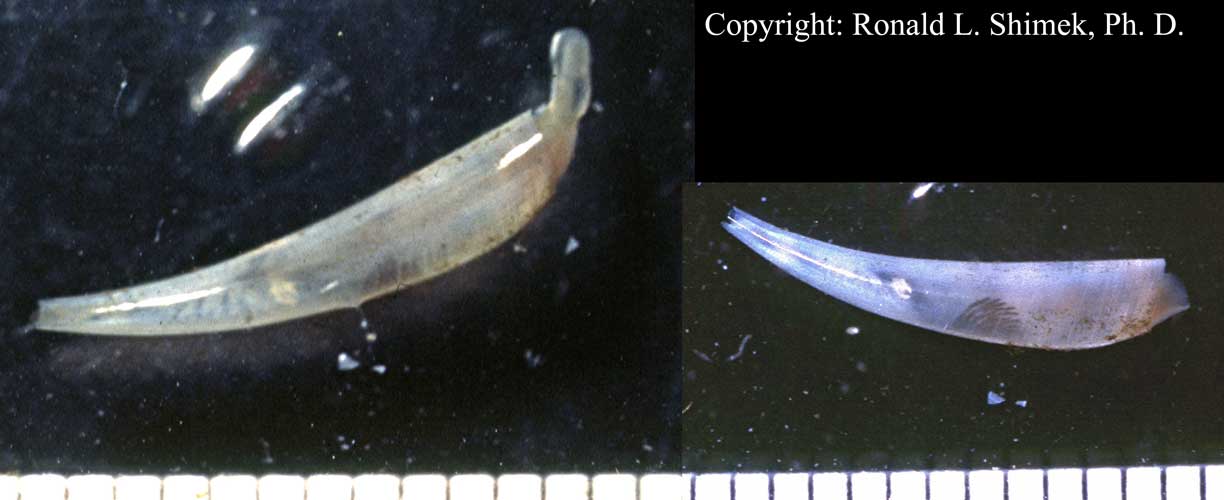 Aplacophora-Cephalopods-Scaphopods